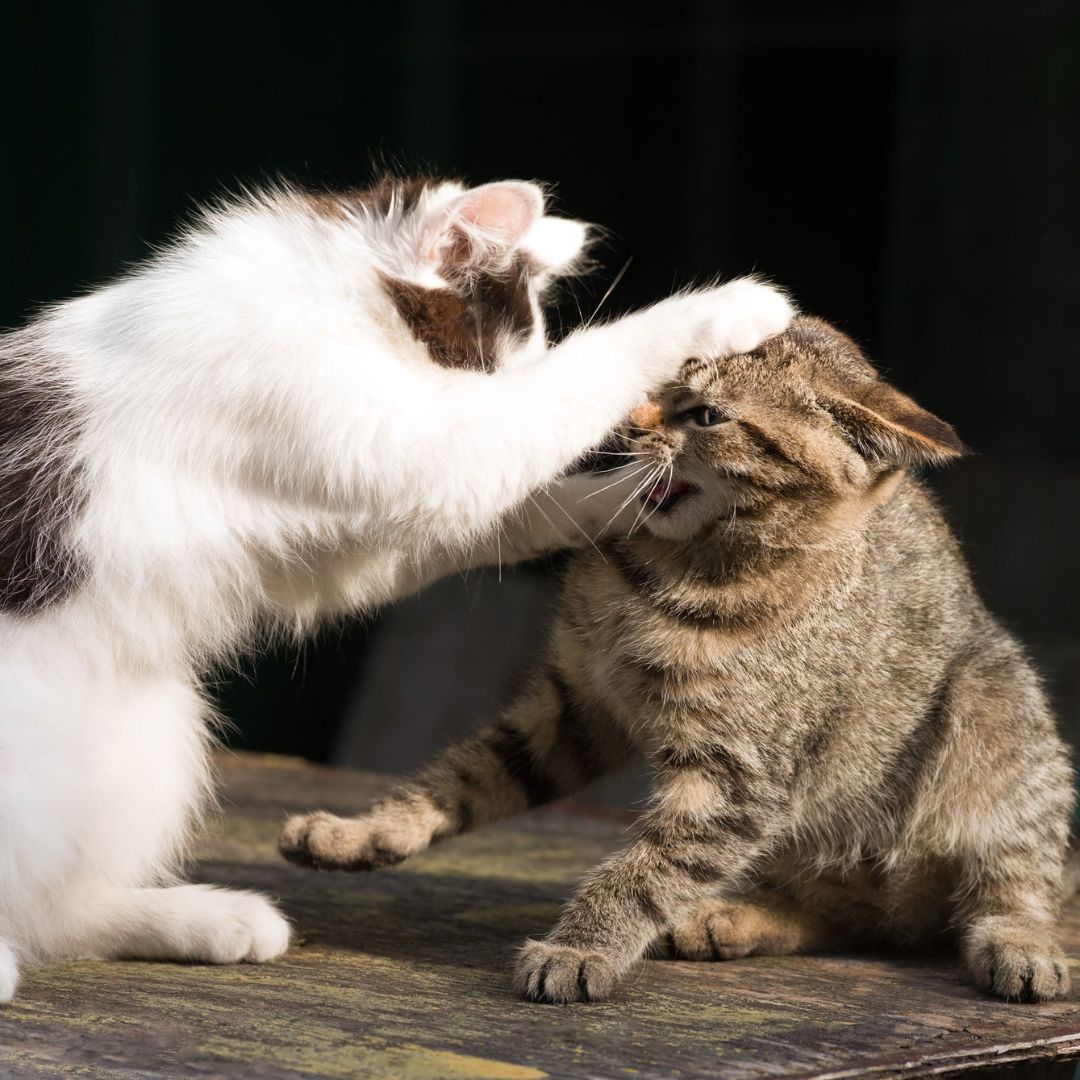 Cómo lidiar con los gatos agresivos: consejos y estrategias efectivas